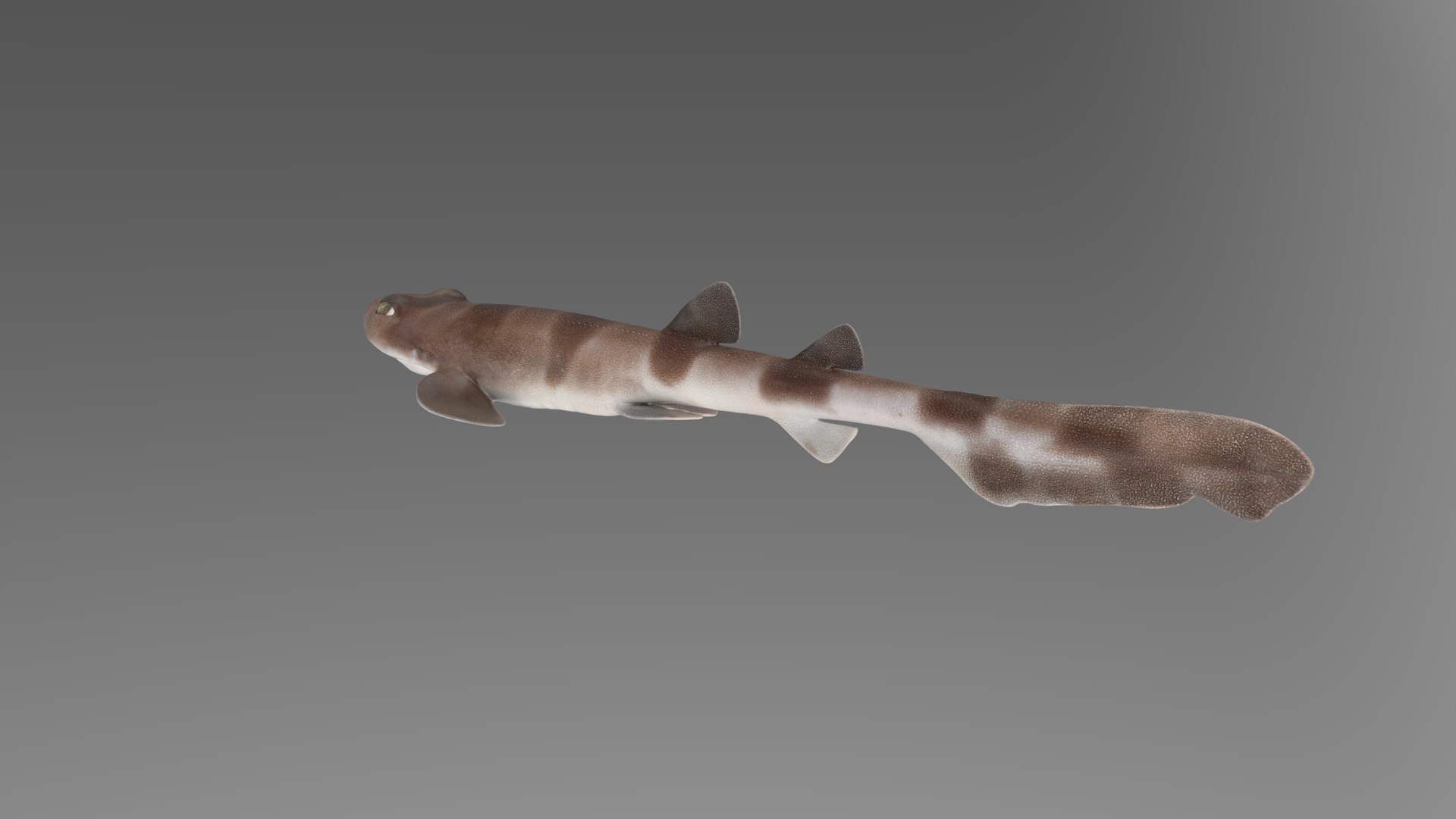 Blotchy Swell Shark 3D Model - TurboSquid 2419270