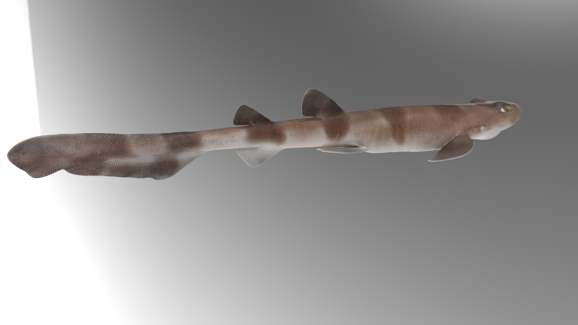 Blotchy Swell Shark 3D Model - TurboSquid 2419270