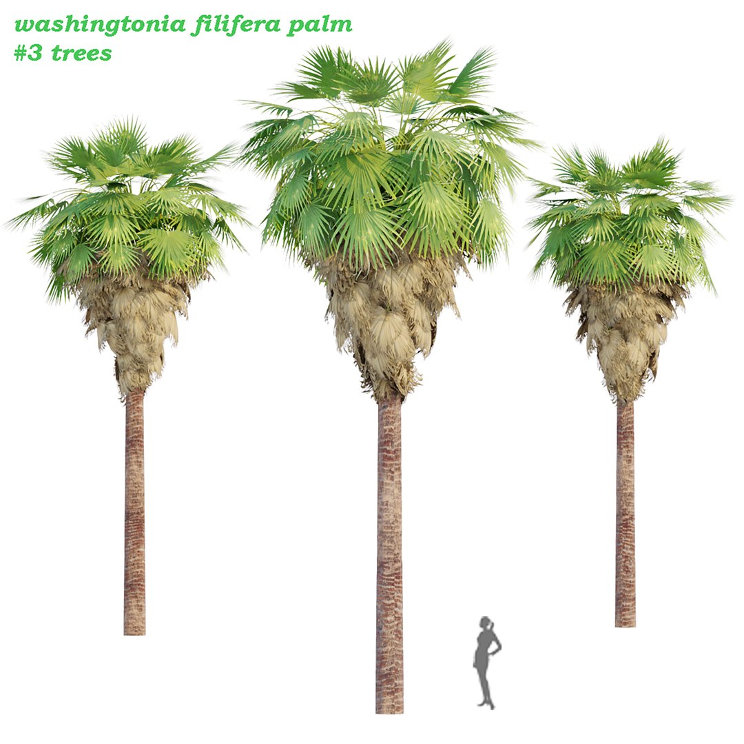Washingtonia Filifera Palm Collection Vol 55 Model - TurboSquid 1957061