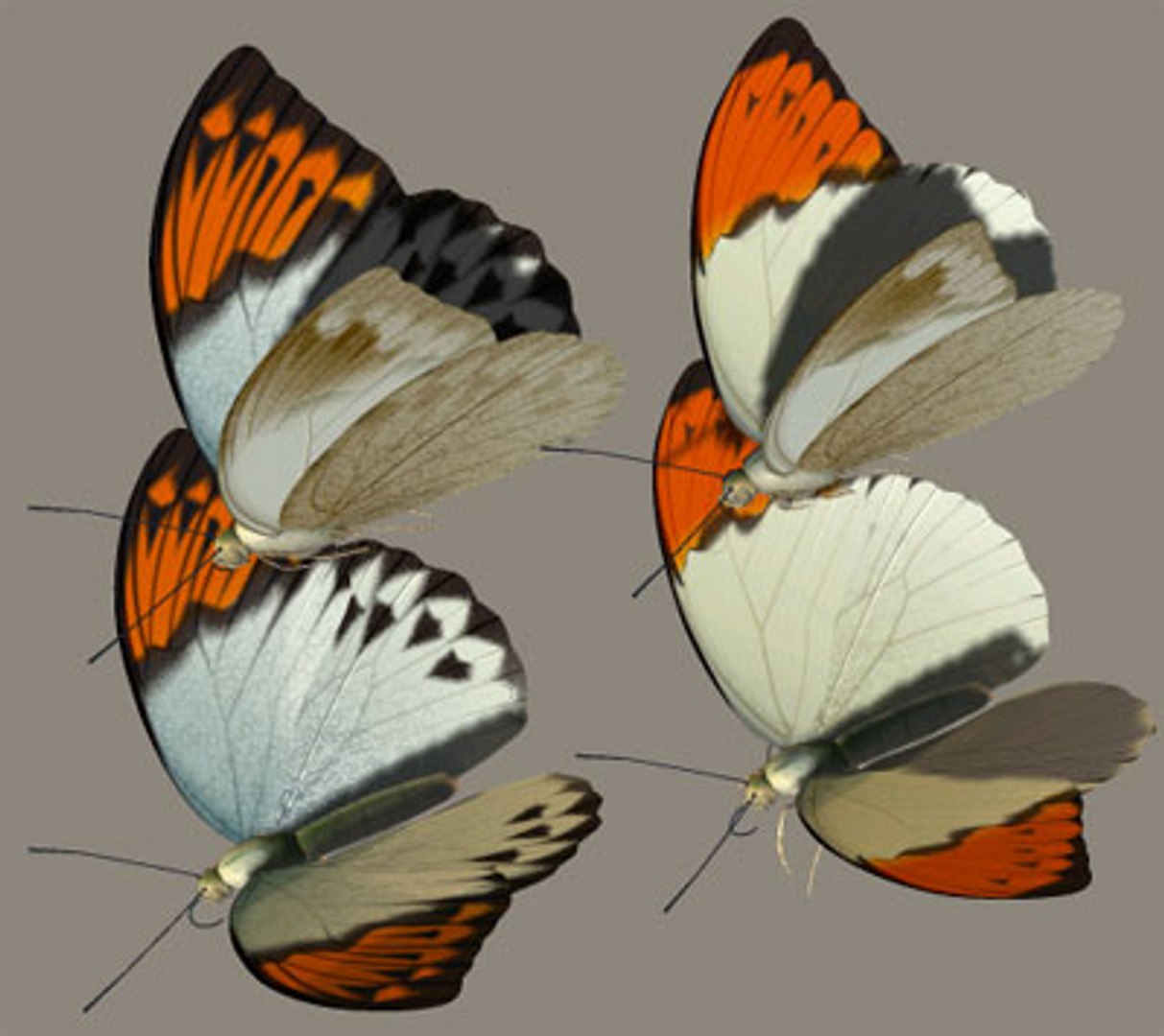 3d Great Orange Tip
