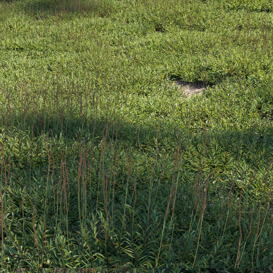 Eremochloa Ophiuroides Set 03 Model Turbosquid 2126582