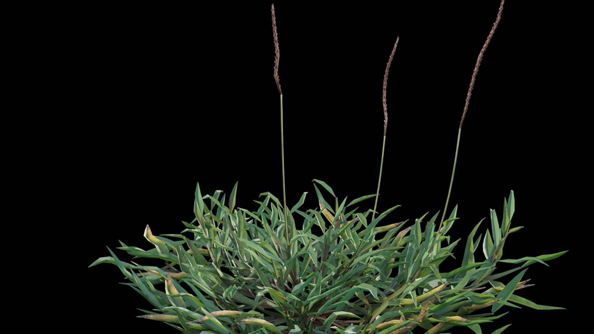 Eremochloa Ophiuroides Set 03 Model Turbosquid 2126582