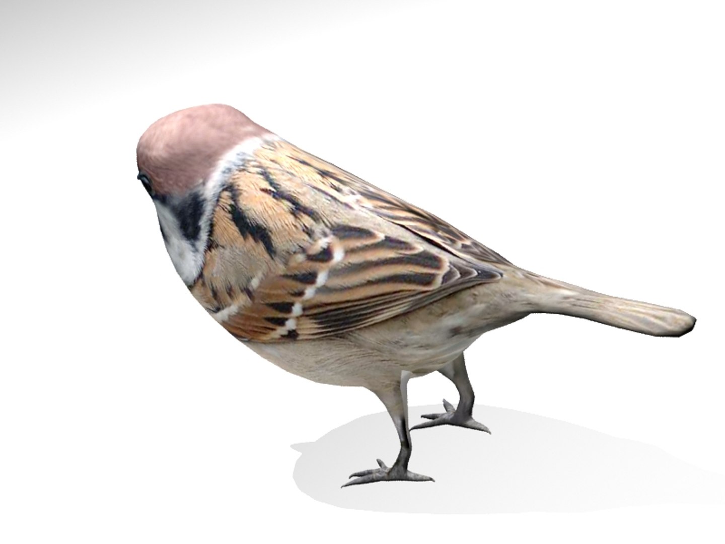 3ds Sparrow Bird