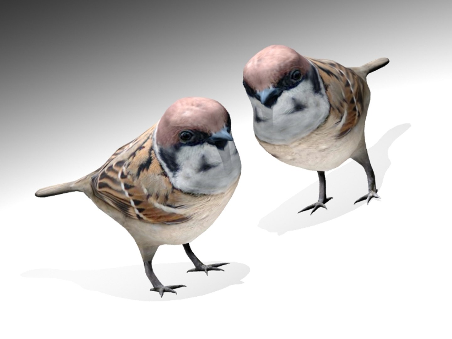 3ds Sparrow Bird
