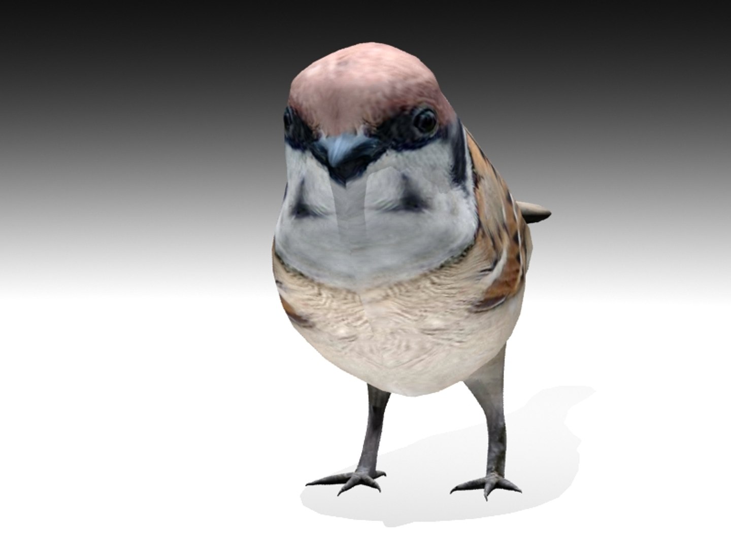 3ds Sparrow Bird