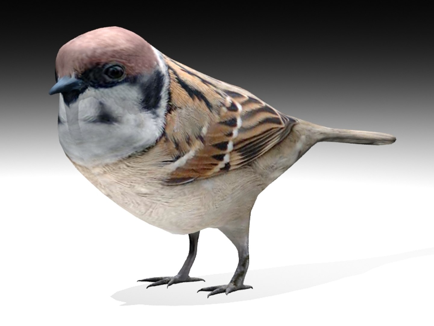 3ds Sparrow Bird