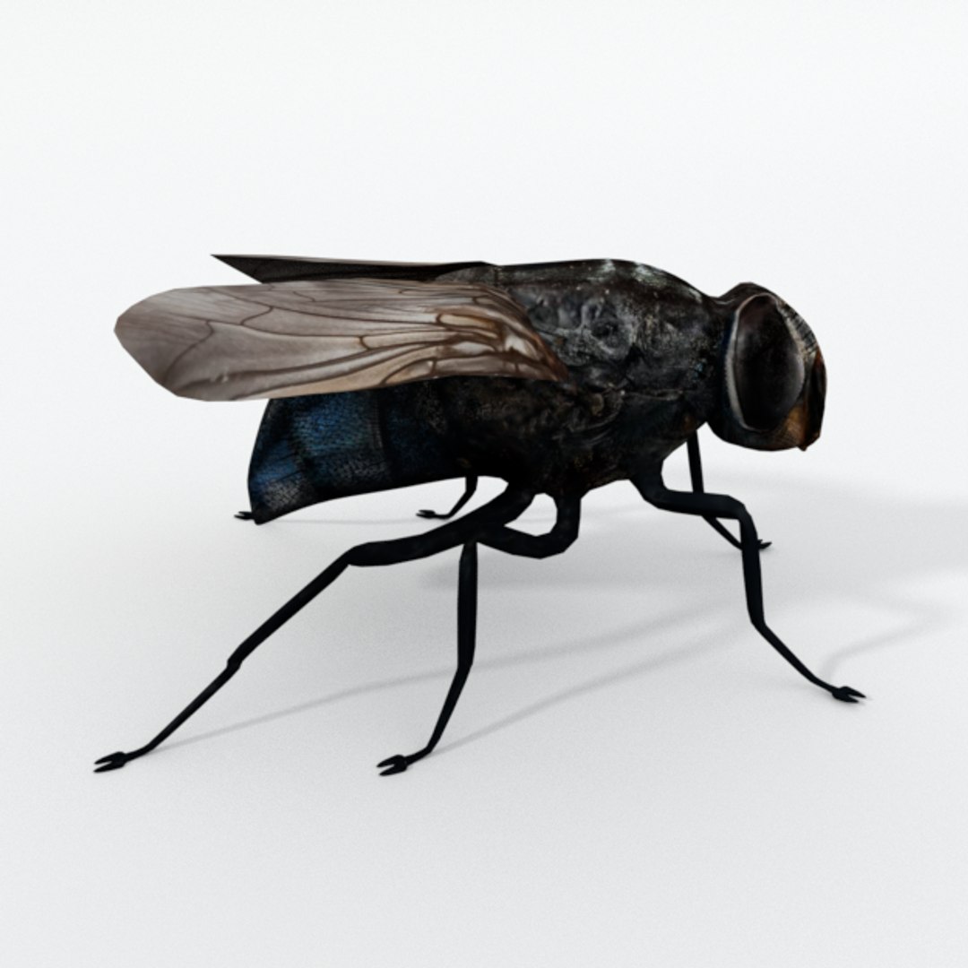 Fly 3D - TurboSquid 1334454