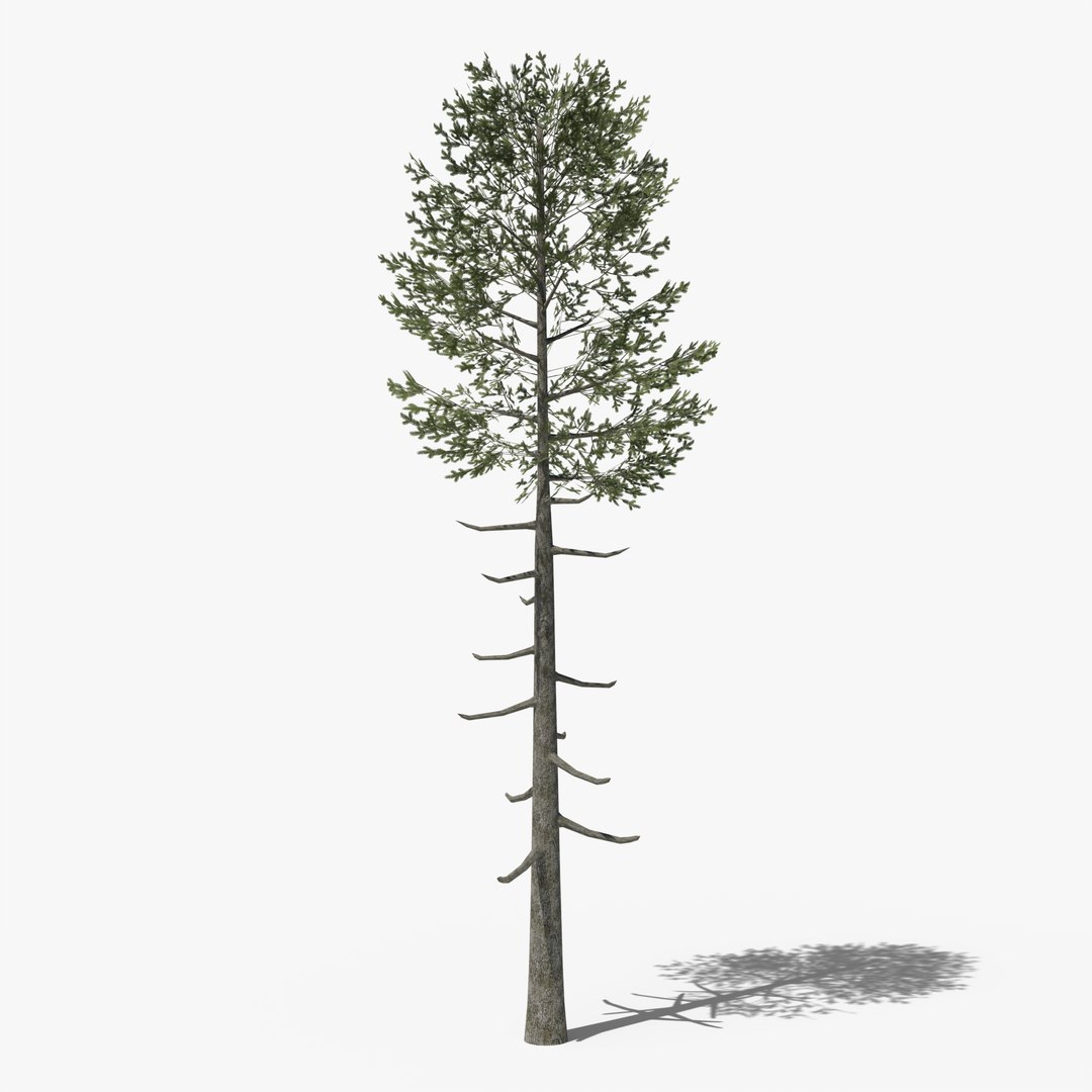 Lowpoly Pine v6 3D - TurboSquid 2104147