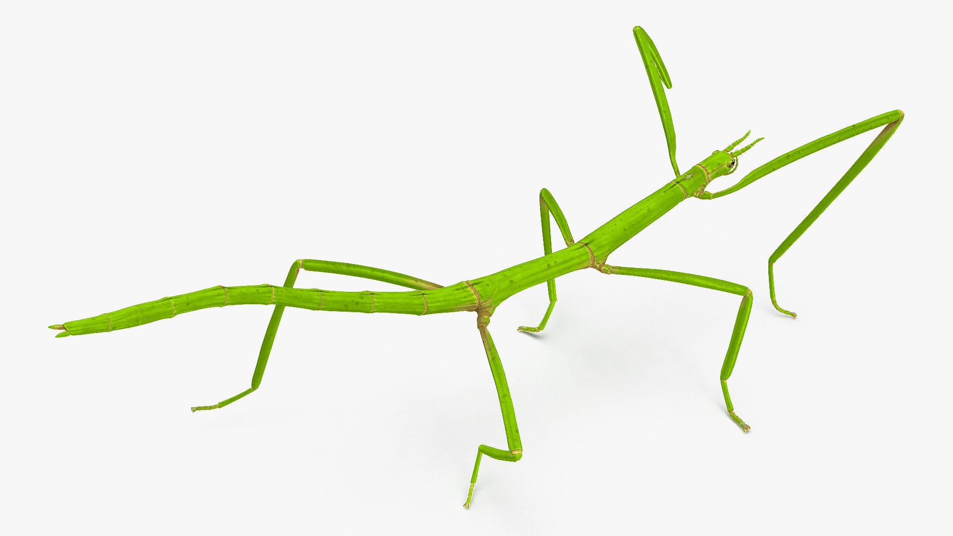 Stick Insect Green Rigged 3D Model - TurboSquid 1496513