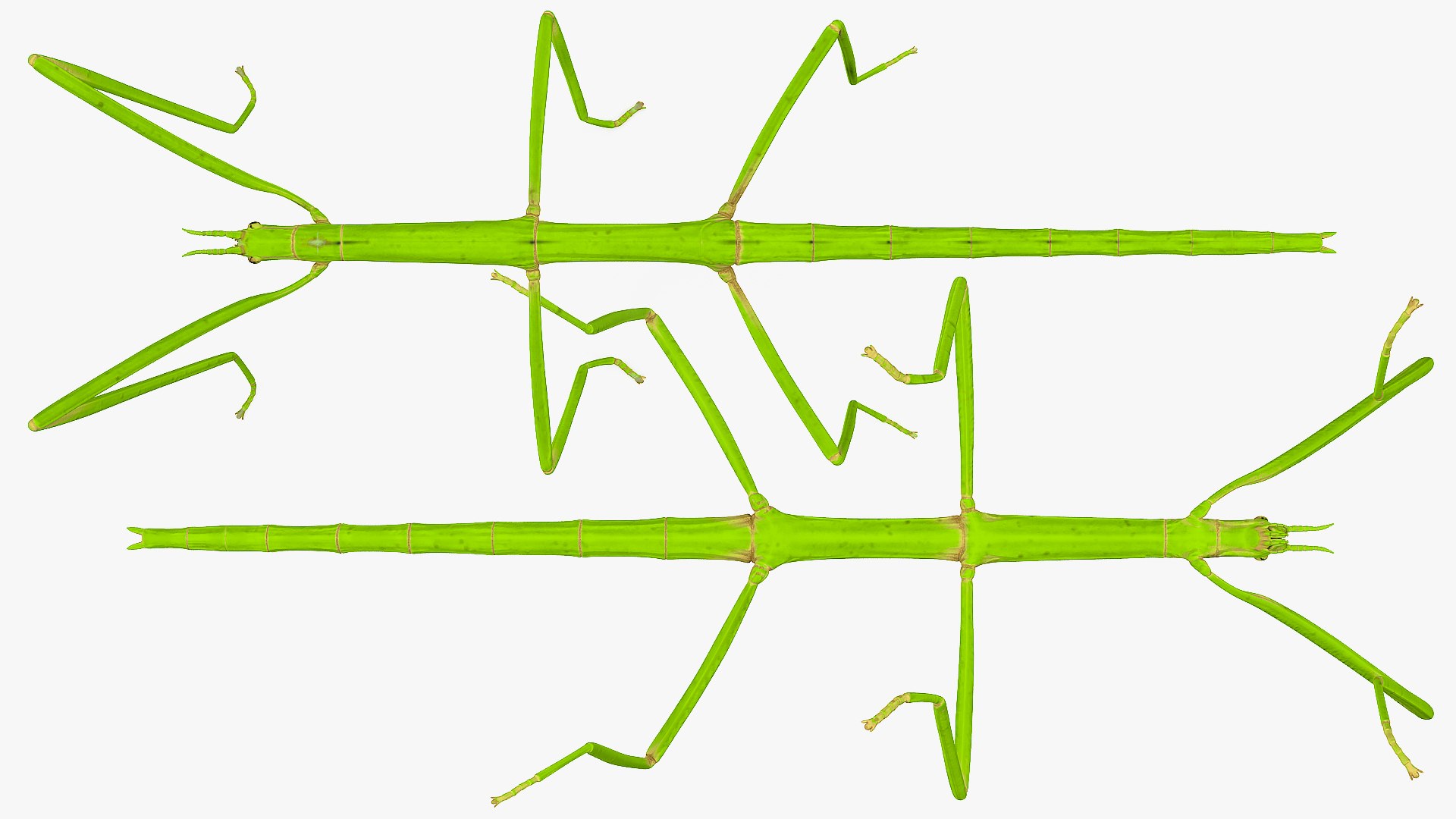 Stick Insect Green Rigged 3D Model - TurboSquid 1496513