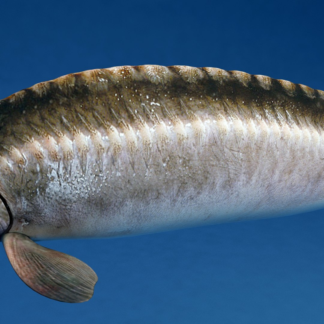 Max Sturgeon Modelled