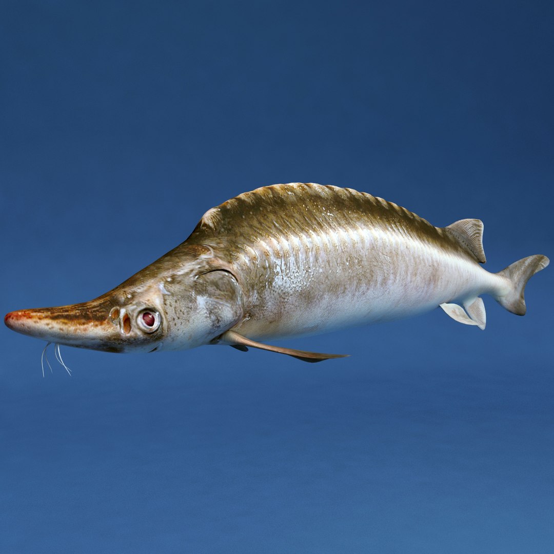 Max Sturgeon Modelled