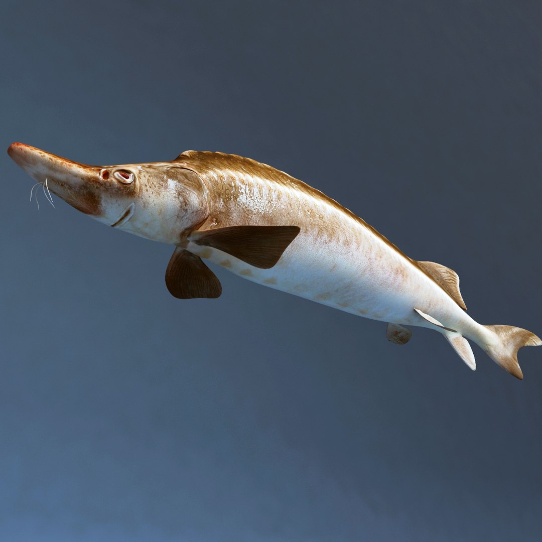 Max Sturgeon Modelled