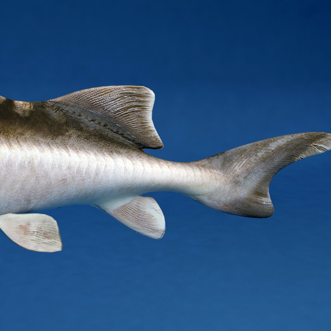 Max Sturgeon Modelled
