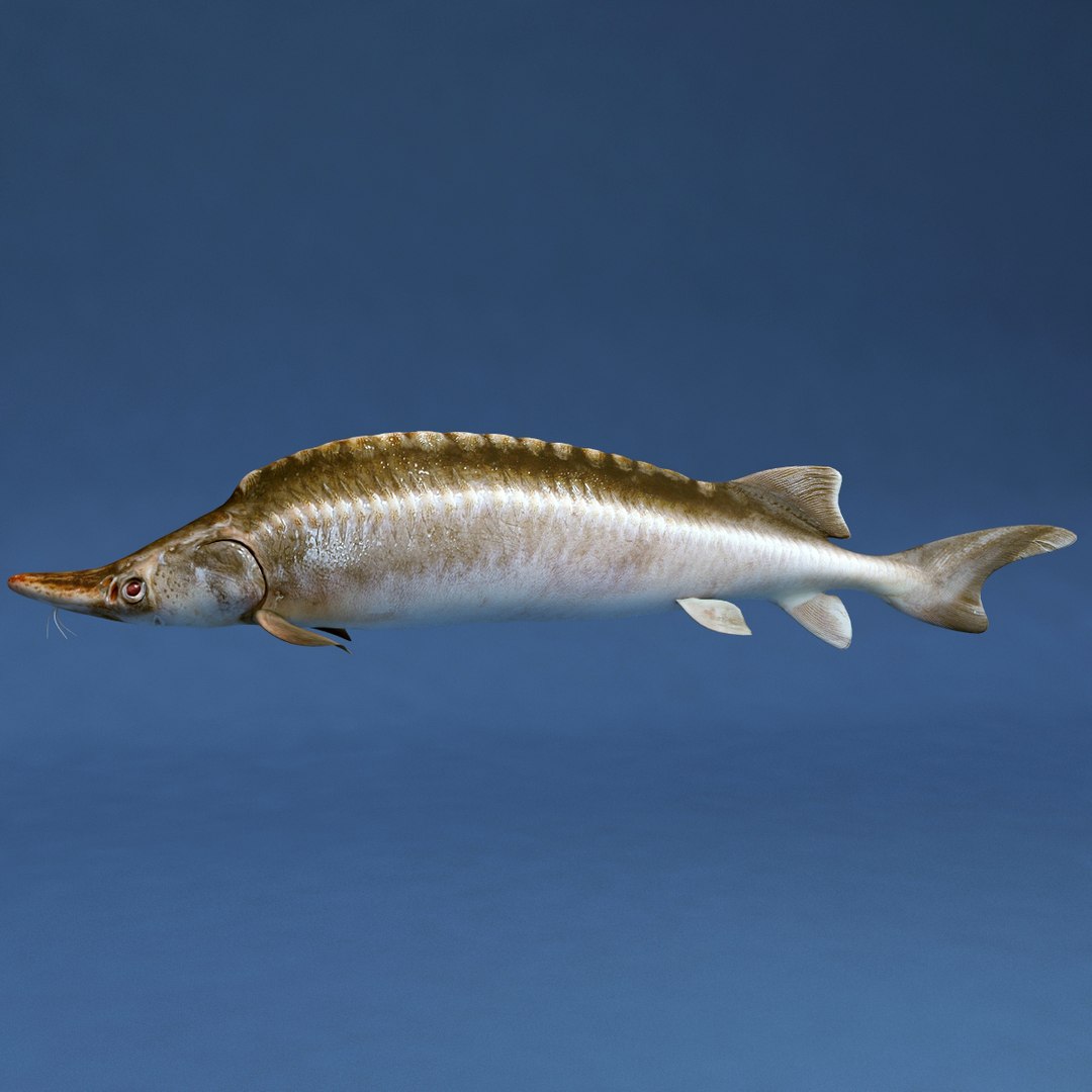 Max Sturgeon Modelled