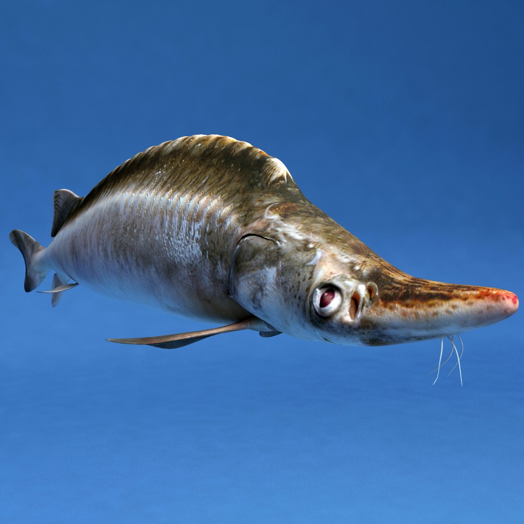 Max Sturgeon Modelled
