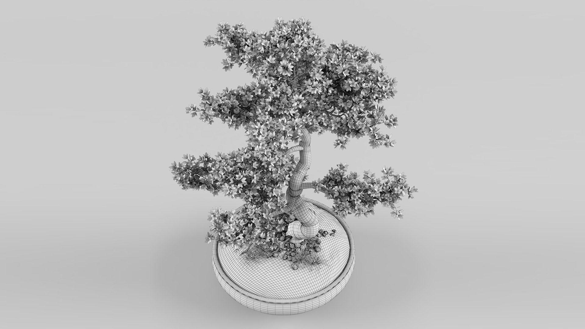 3D sakura bonsai tree model - TurboSquid 1683687