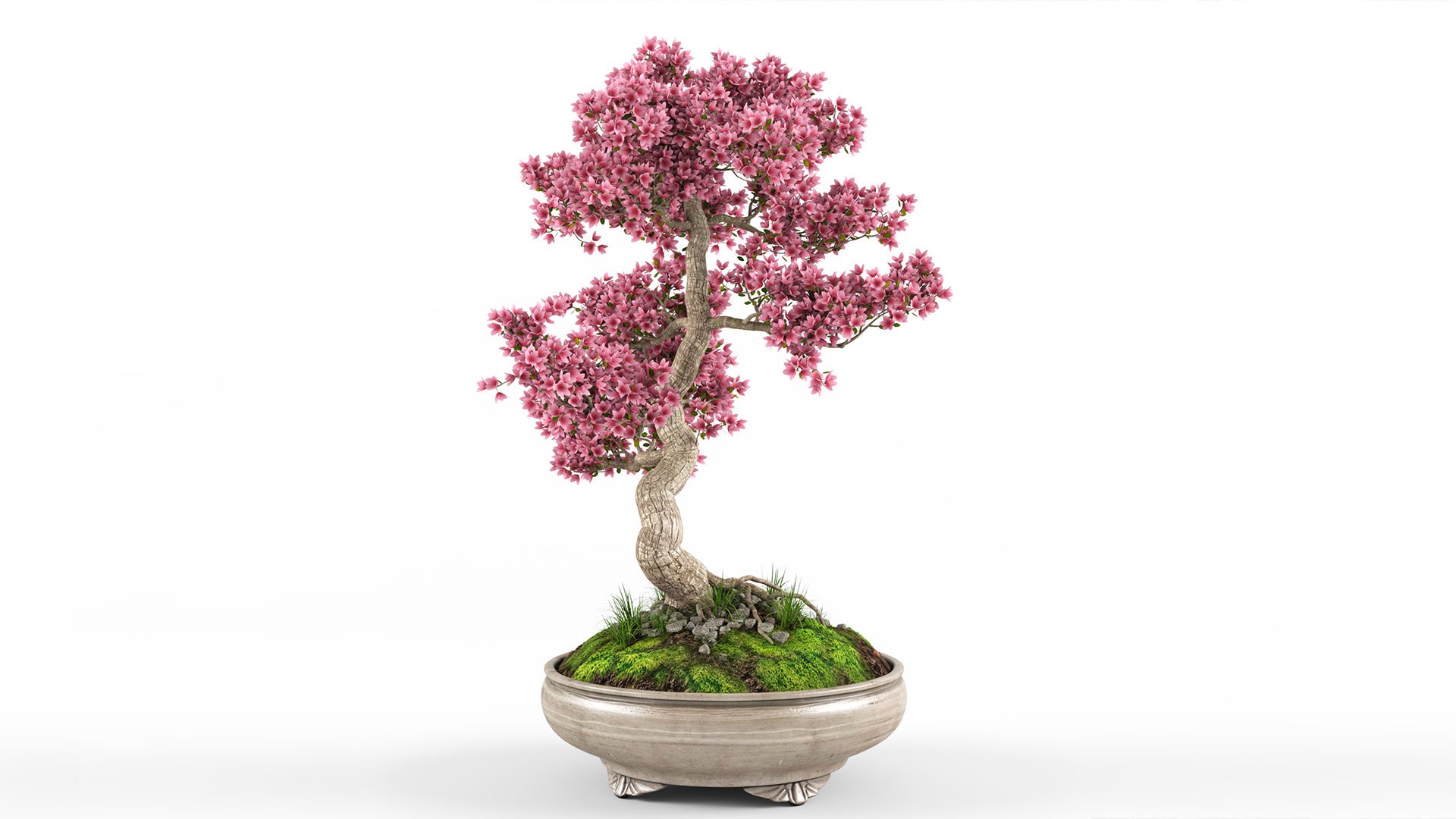 3D sakura bonsai tree model - TurboSquid 1683687