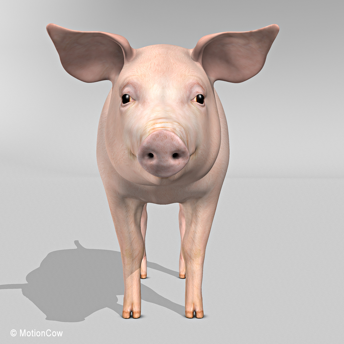 3d model animation pig