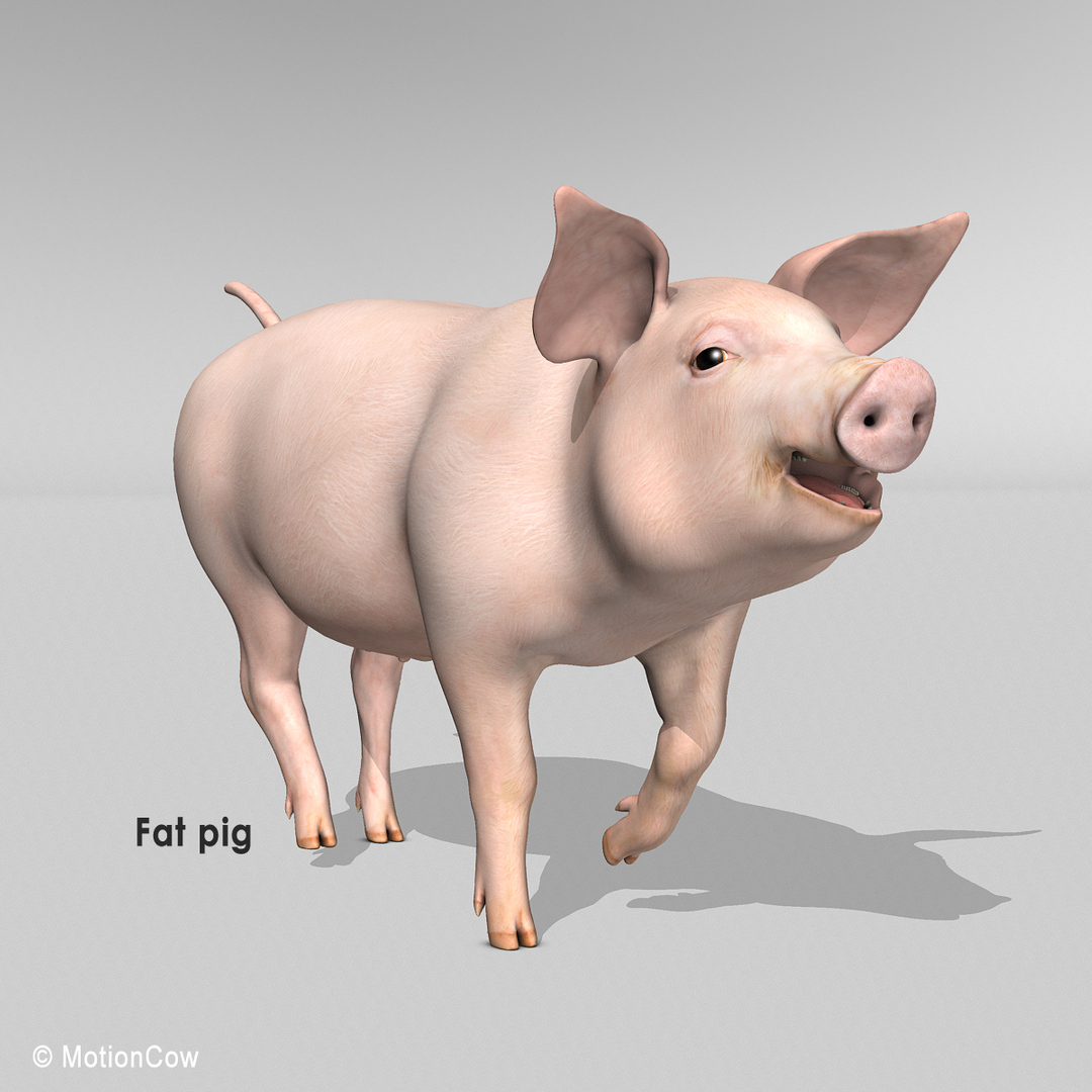 3d model animation pig