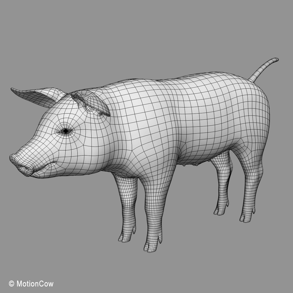 3d model animation pig