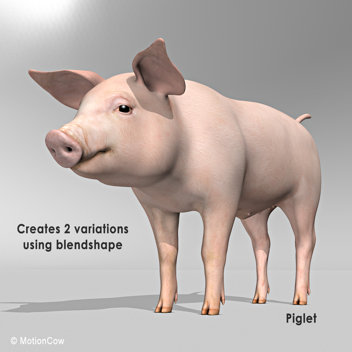 3d model animation pig