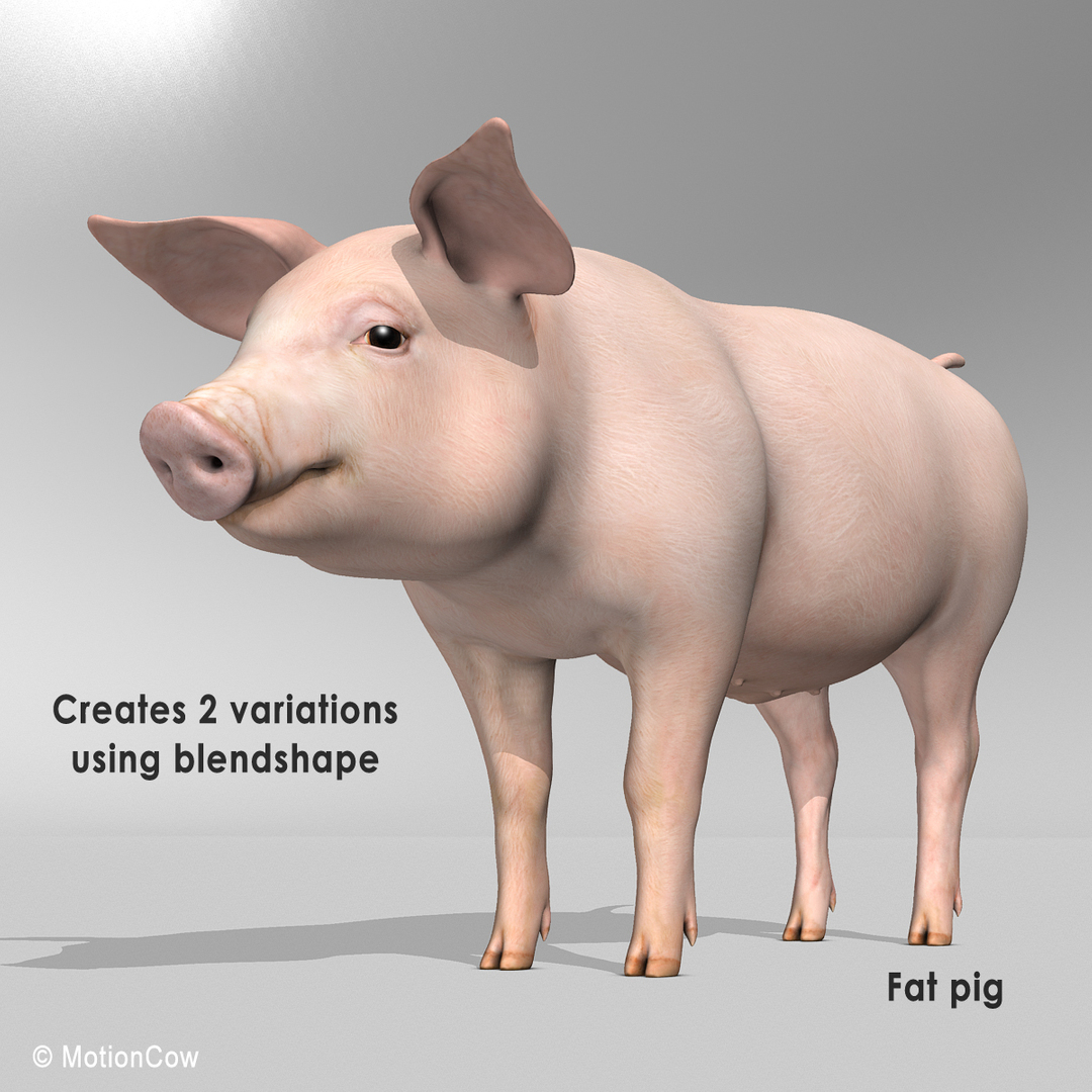 3d model animation pig