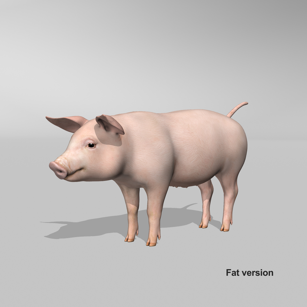 3d model animation pig