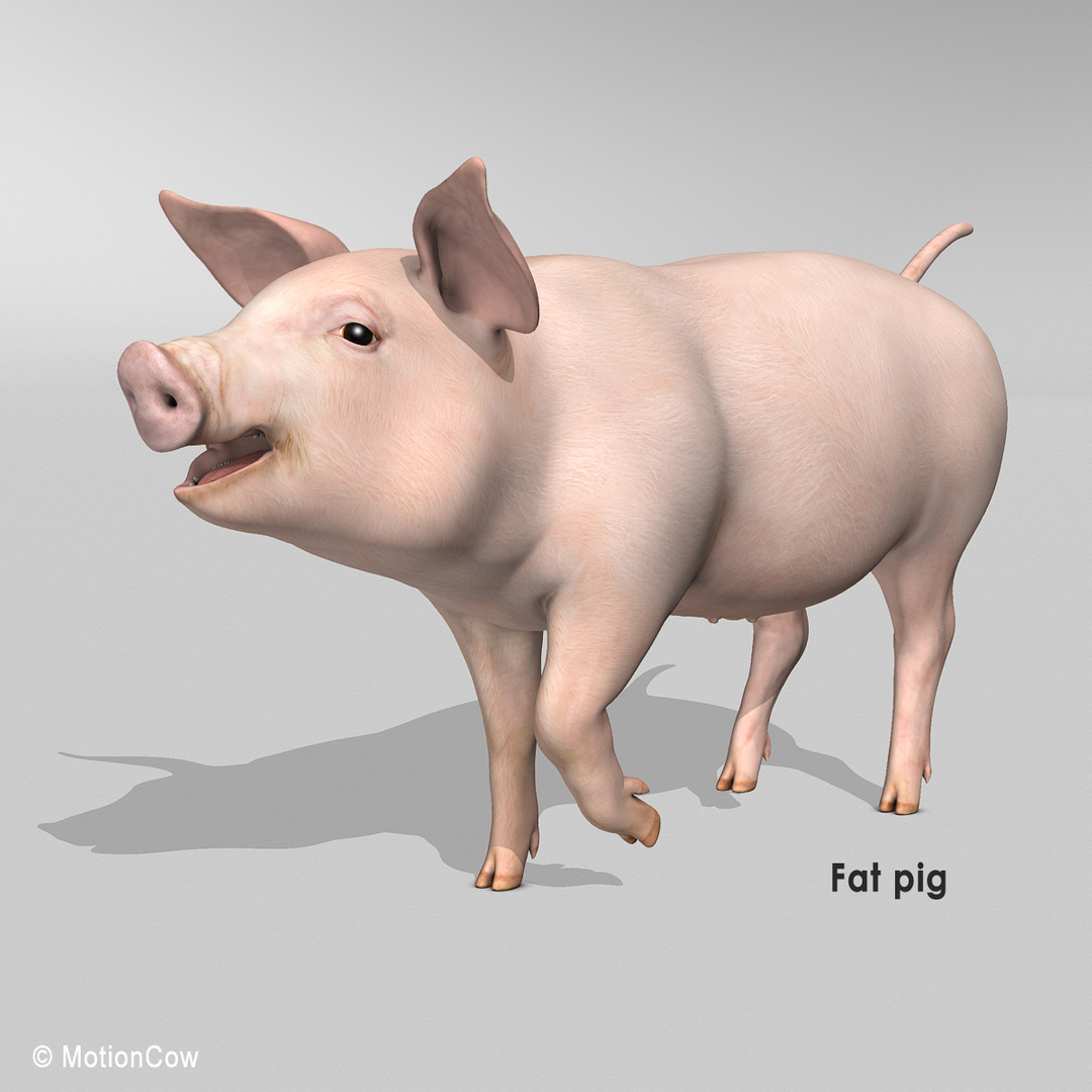 3d model animation pig