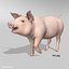 3d Model Animation Pig
