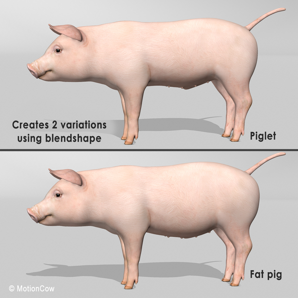 3d model animation pig