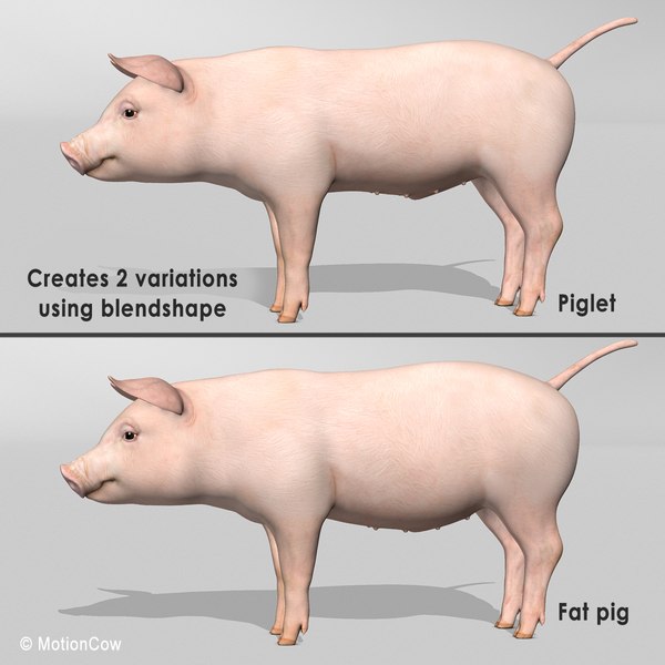 3d model animation pig