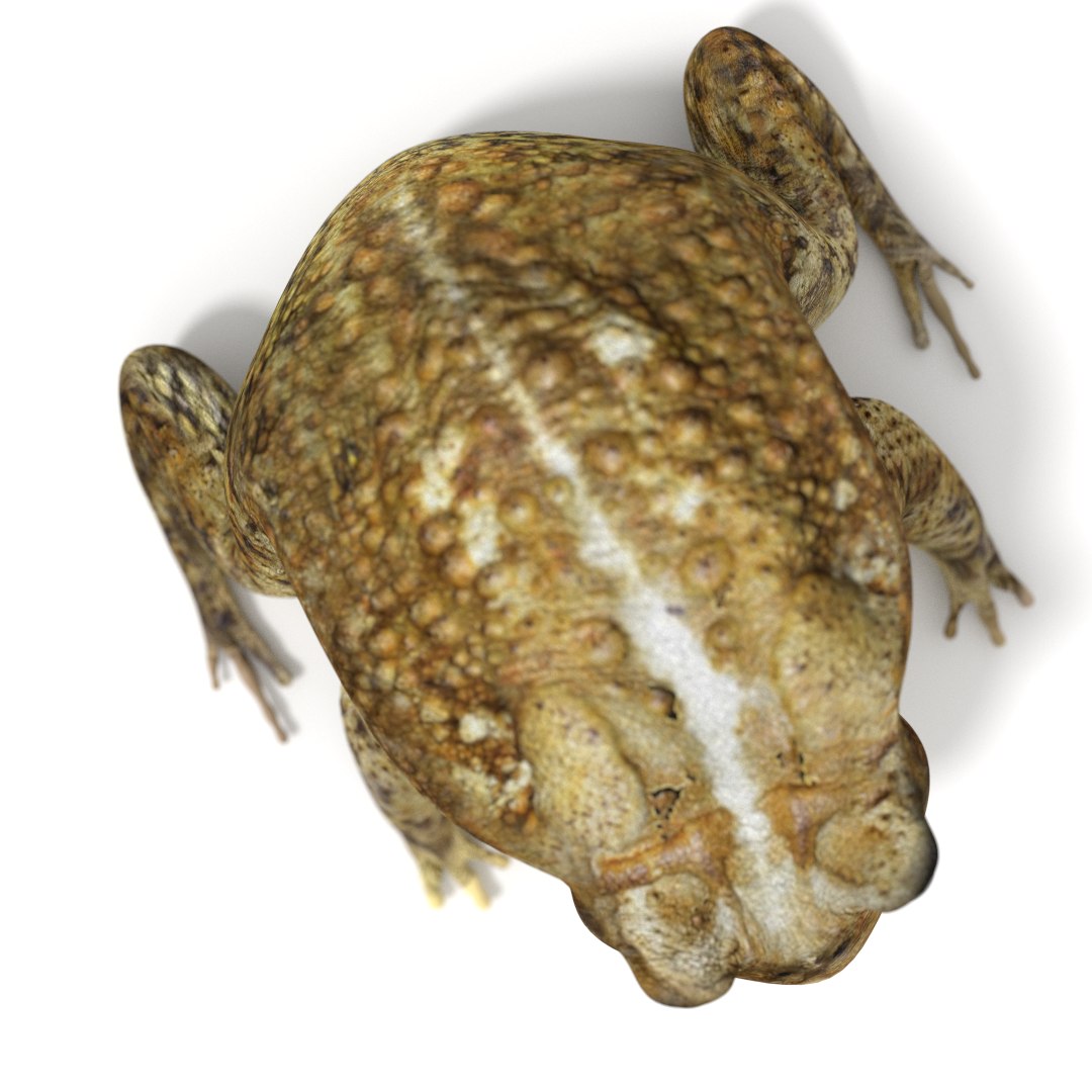 Realistic Toad 3d Model