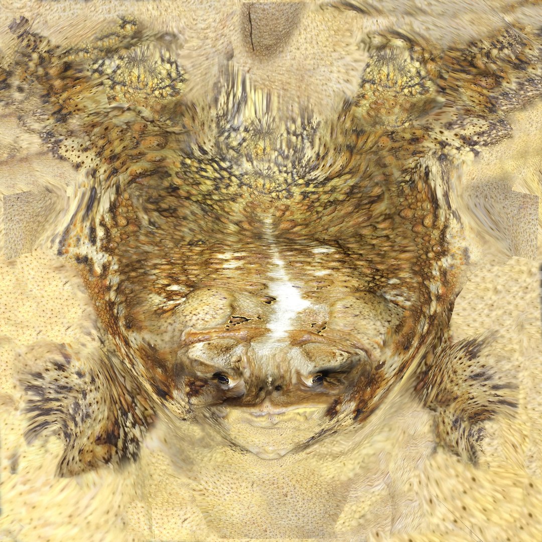 Realistic Toad 3d Model