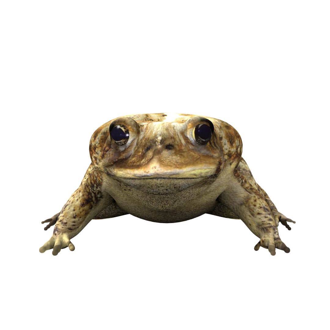 Realistic Toad 3d Model