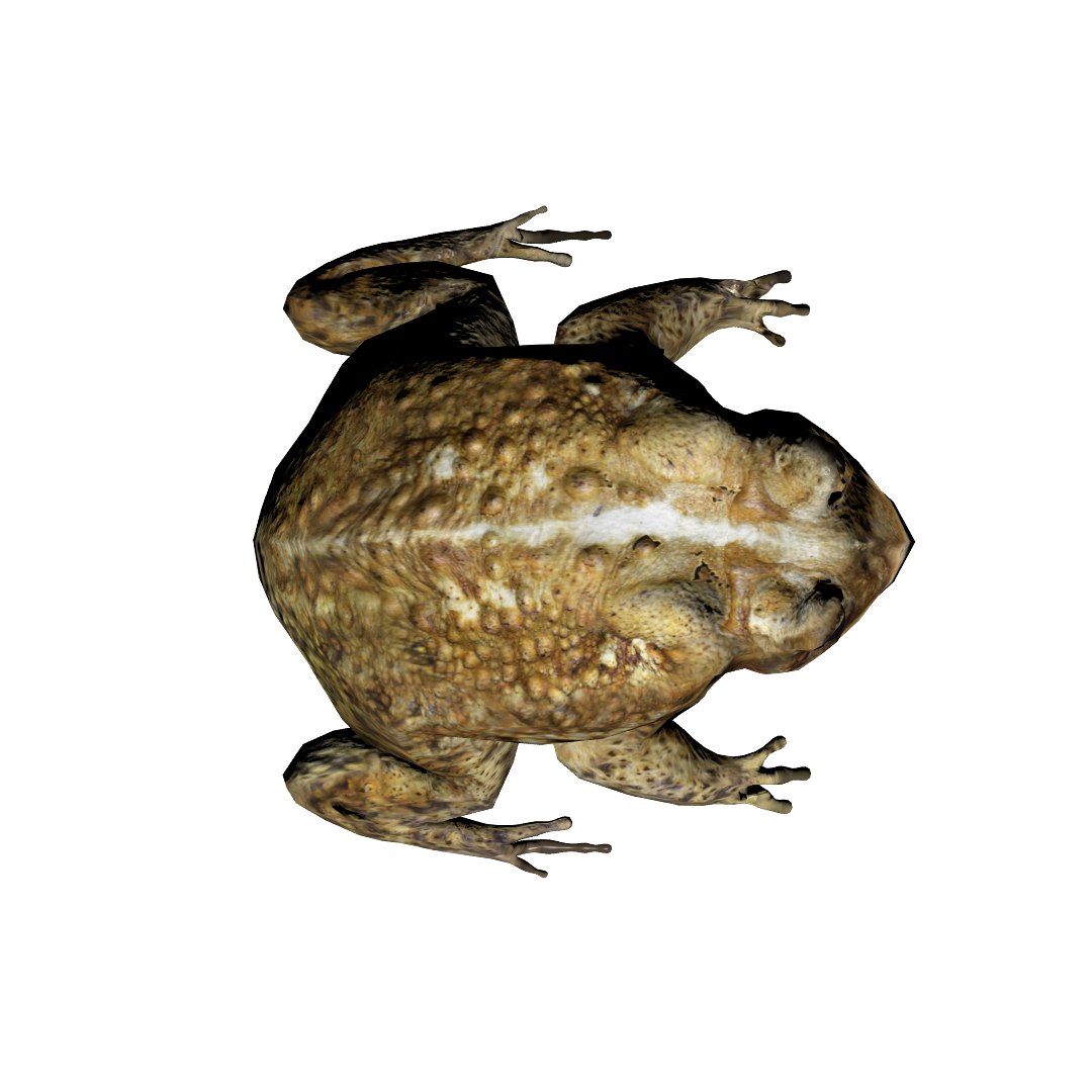 Realistic Toad 3d Model