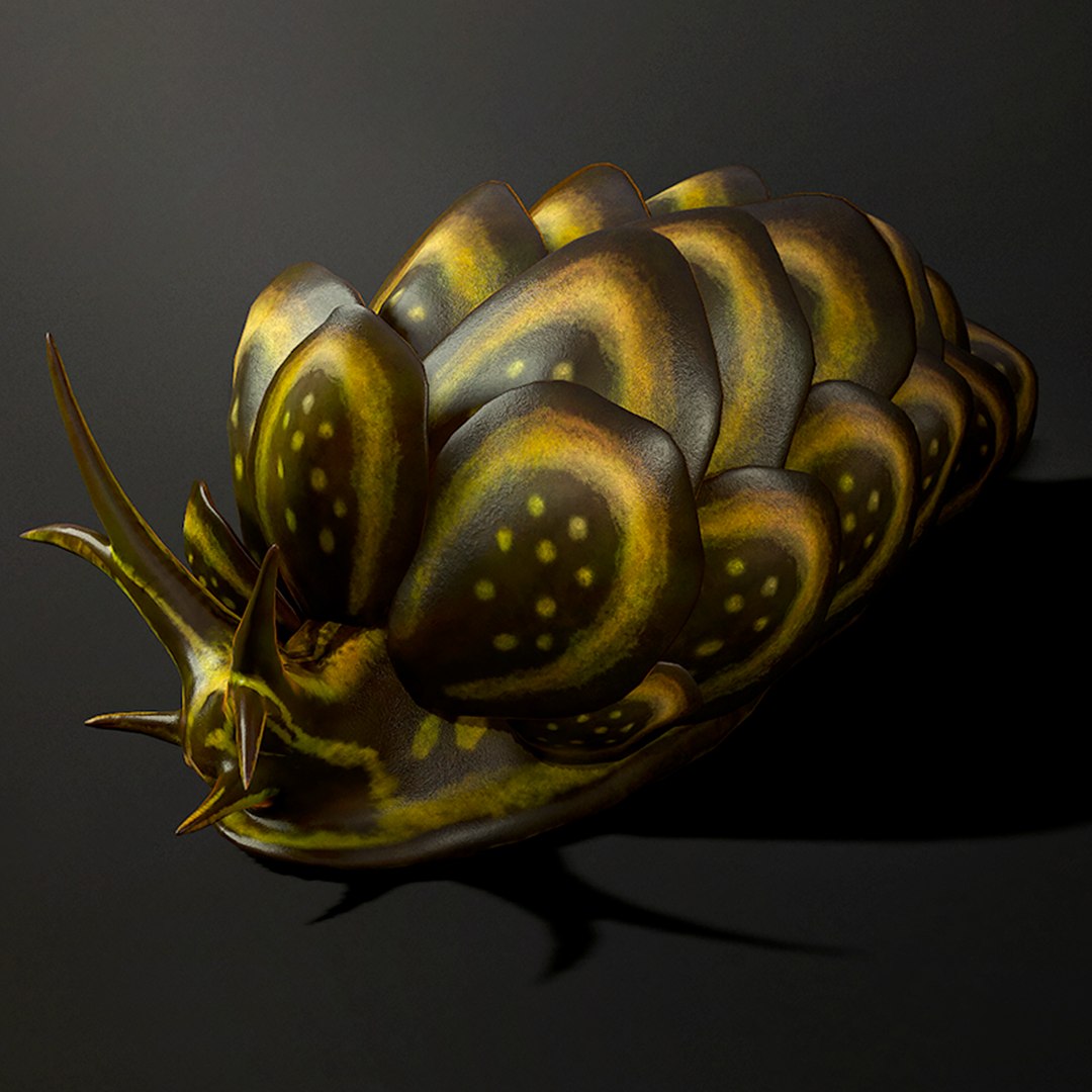 Cyerce Nigricans 3D Model - TurboSquid 2251589