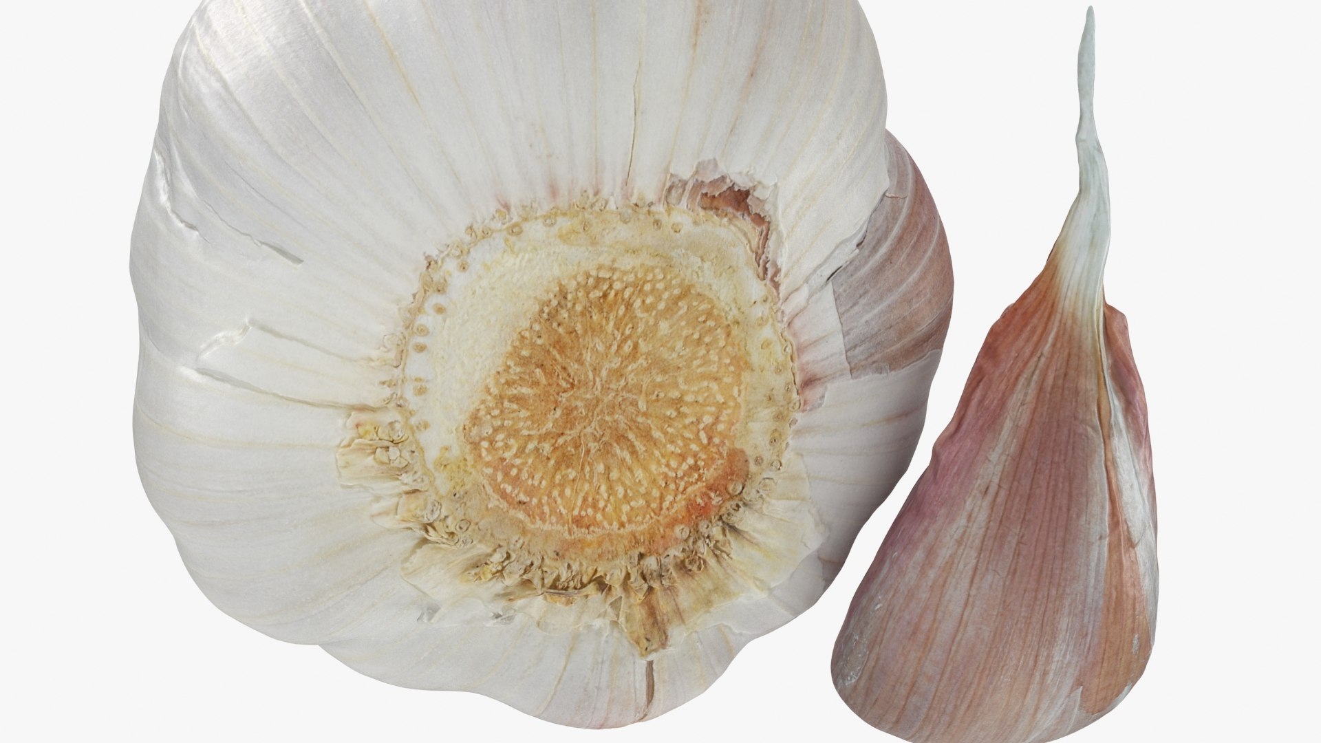 3D Garlic Model - TurboSquid 2281718