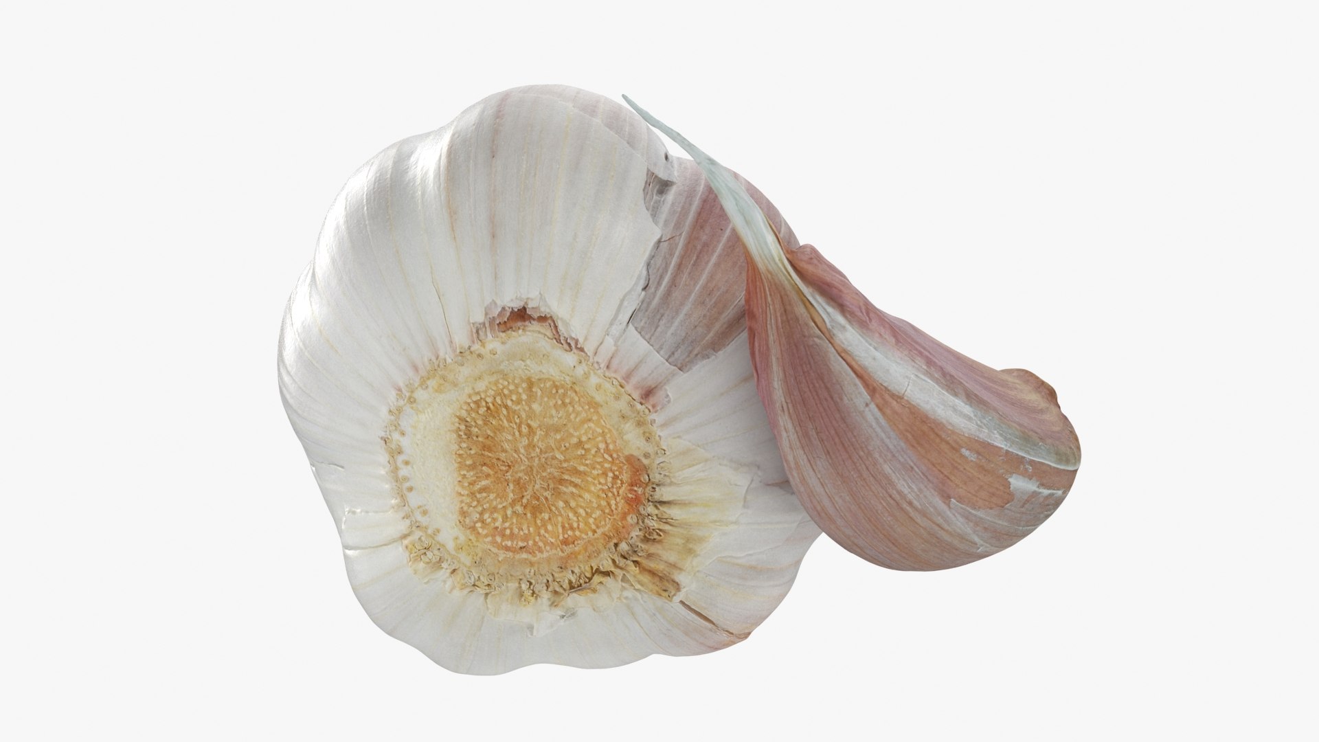 3D Garlic Model - TurboSquid 2281718