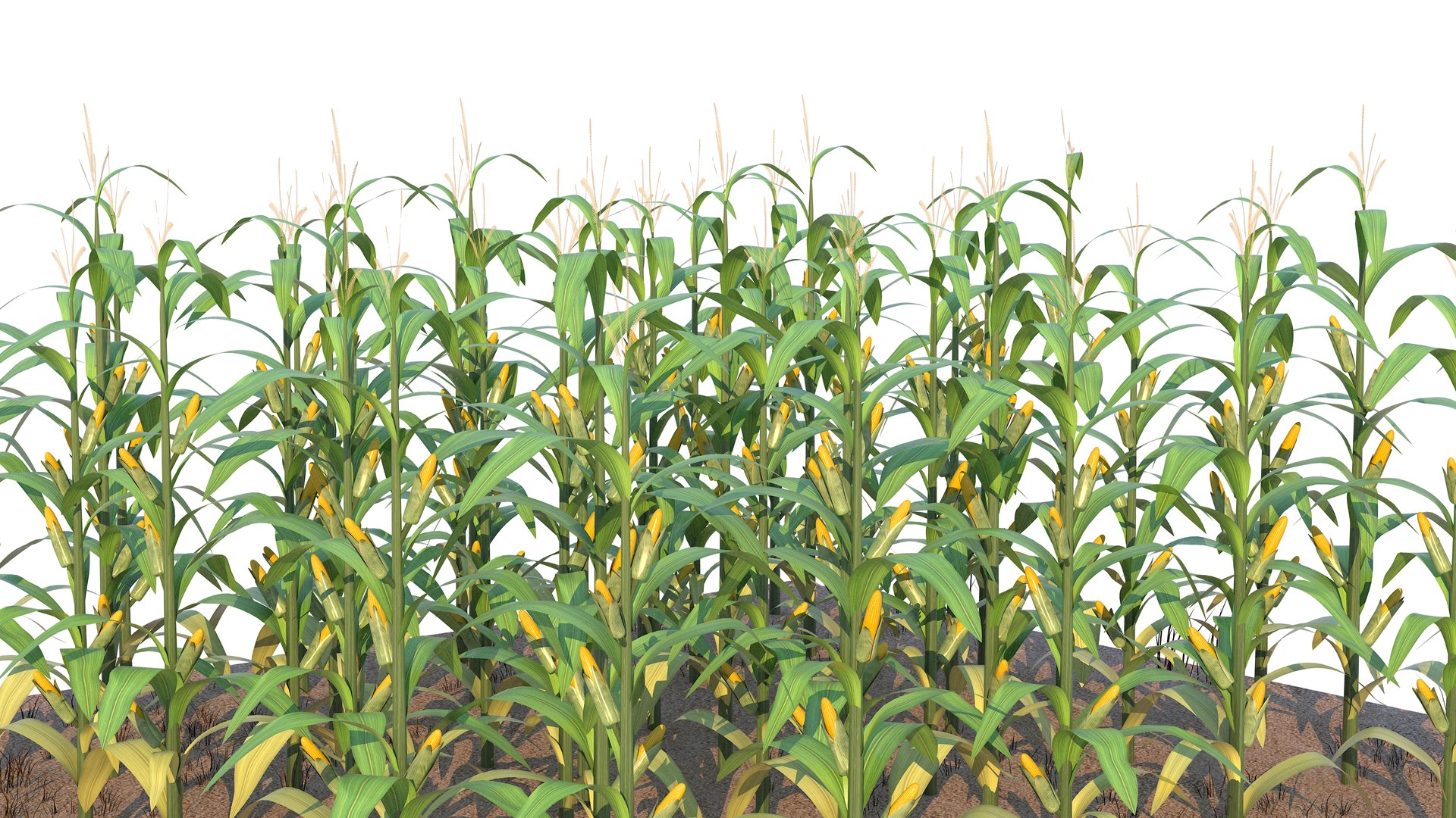Corn Field Mid 3D Model - TurboSquid 2268216