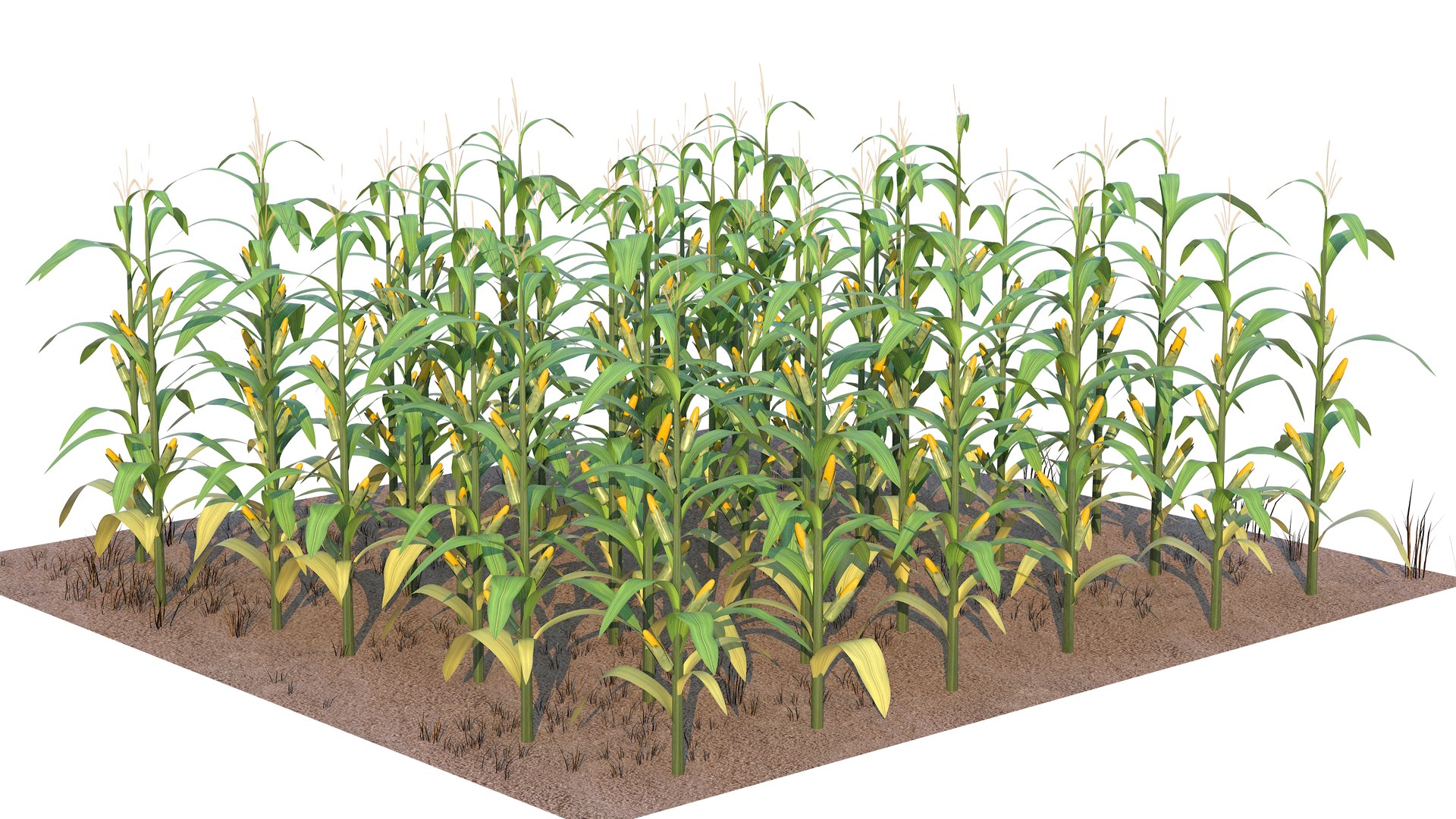 Corn Field Mid 3D Model - TurboSquid 2268216