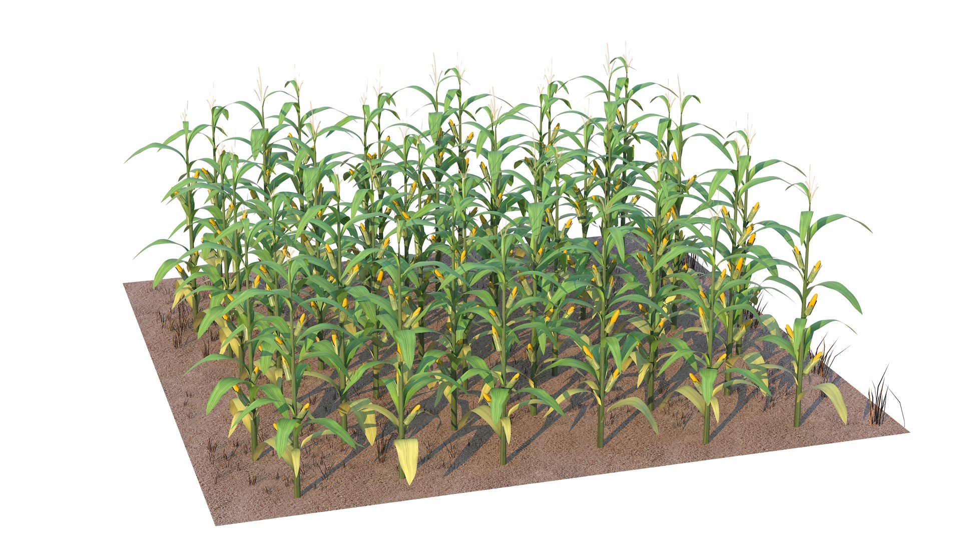 Corn Field Mid 3D Model - TurboSquid 2268216