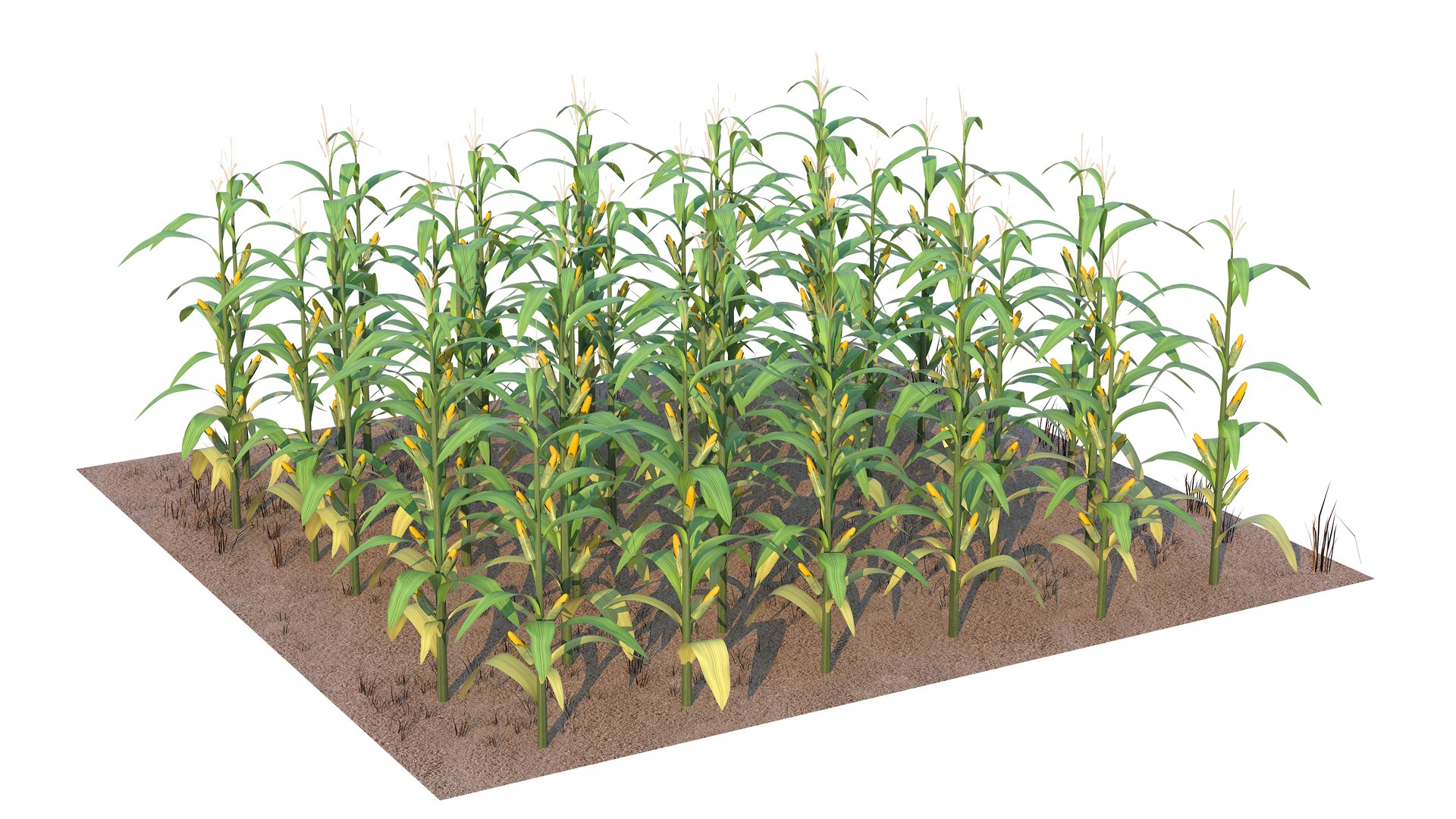 Corn Field Mid 3D Model - TurboSquid 2268216