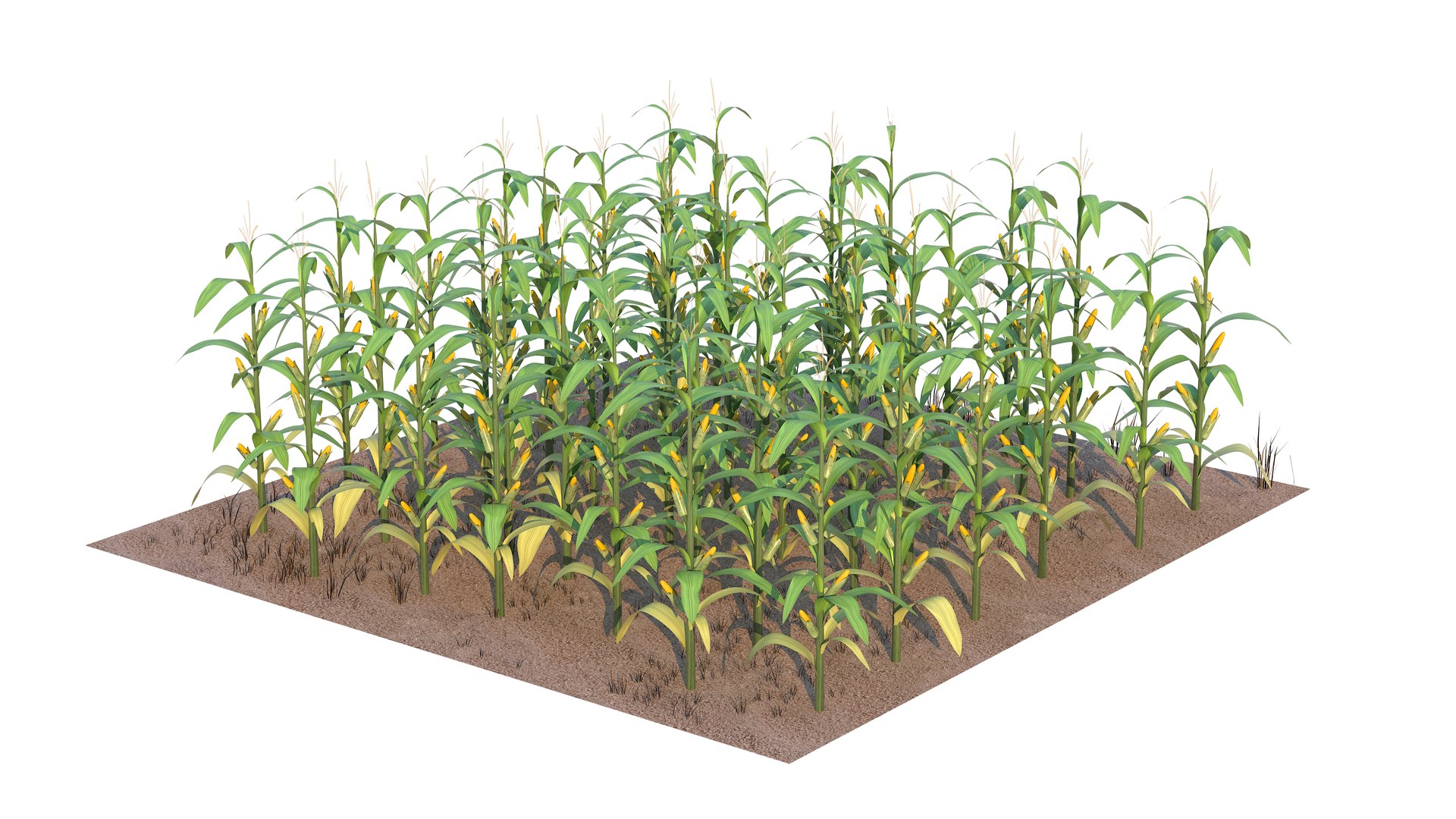 Corn Field Mid 3D Model - TurboSquid 2268216