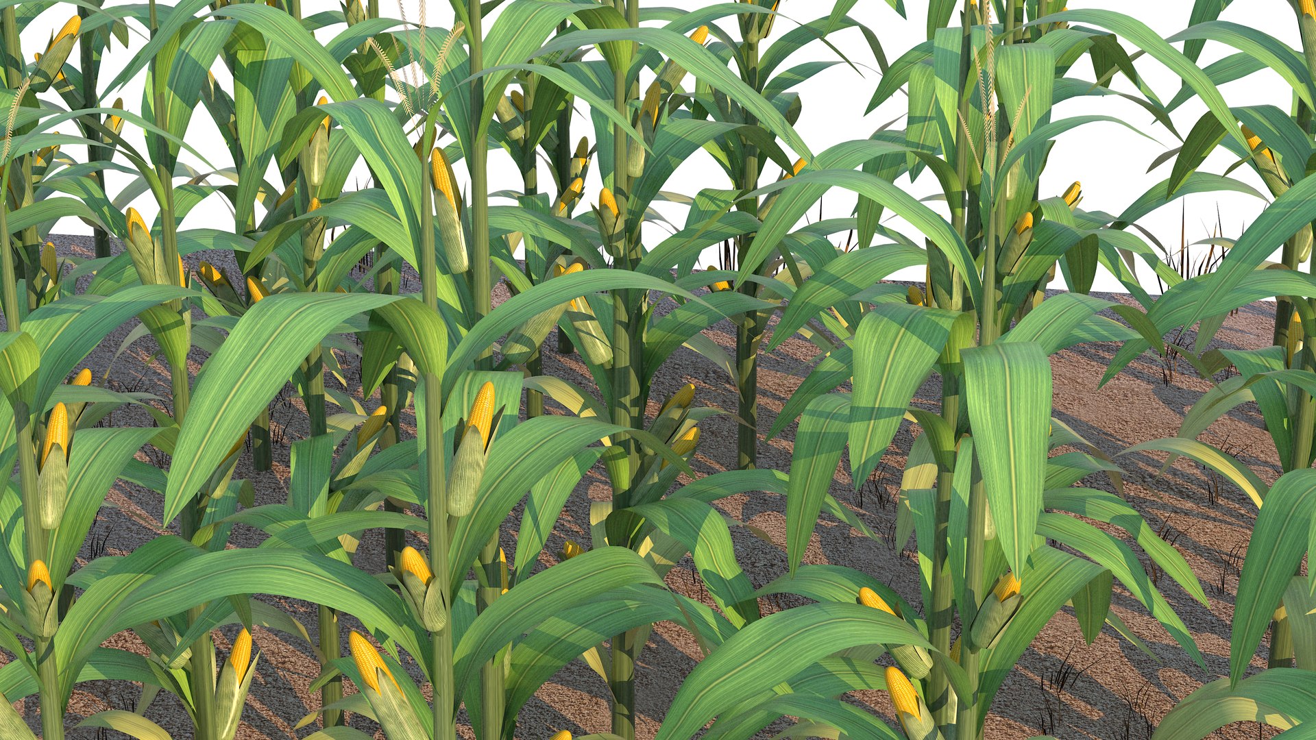 Corn Field Mid 3D Model - TurboSquid 2268216