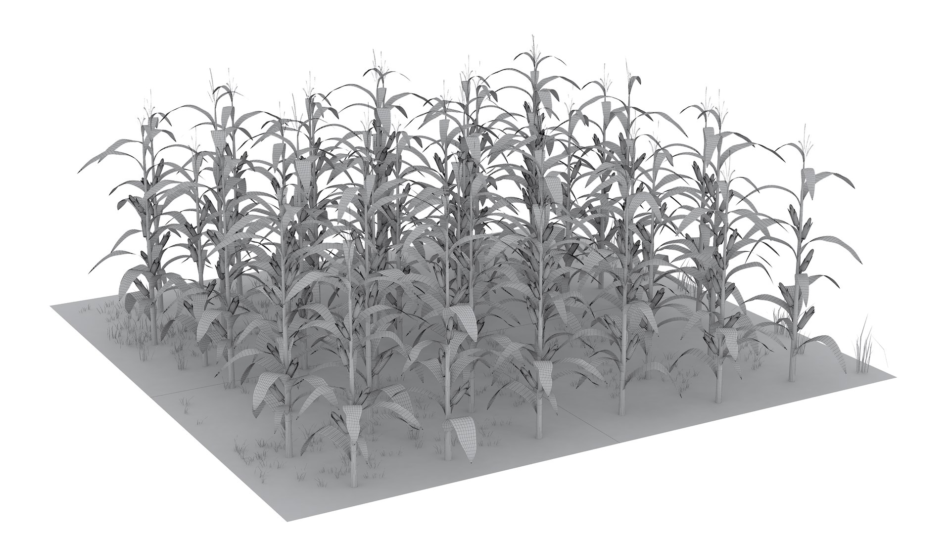 Corn Field Mid 3D Model - TurboSquid 2268216
