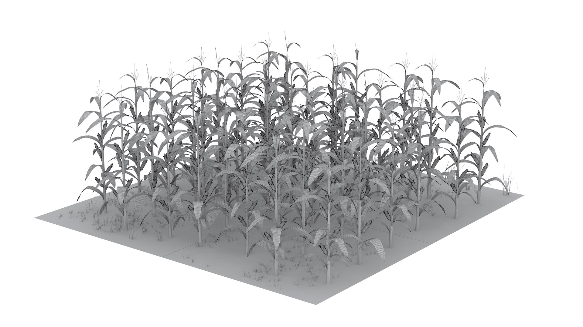 Corn Field Mid 3D Model - TurboSquid 2268216