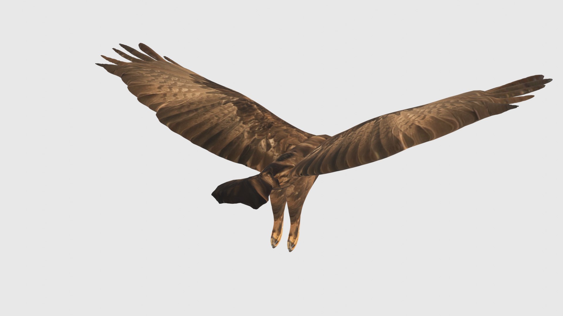 Low Poly Eagle Rigged With Realistic Texture 3D Model - TurboSquid 1875948