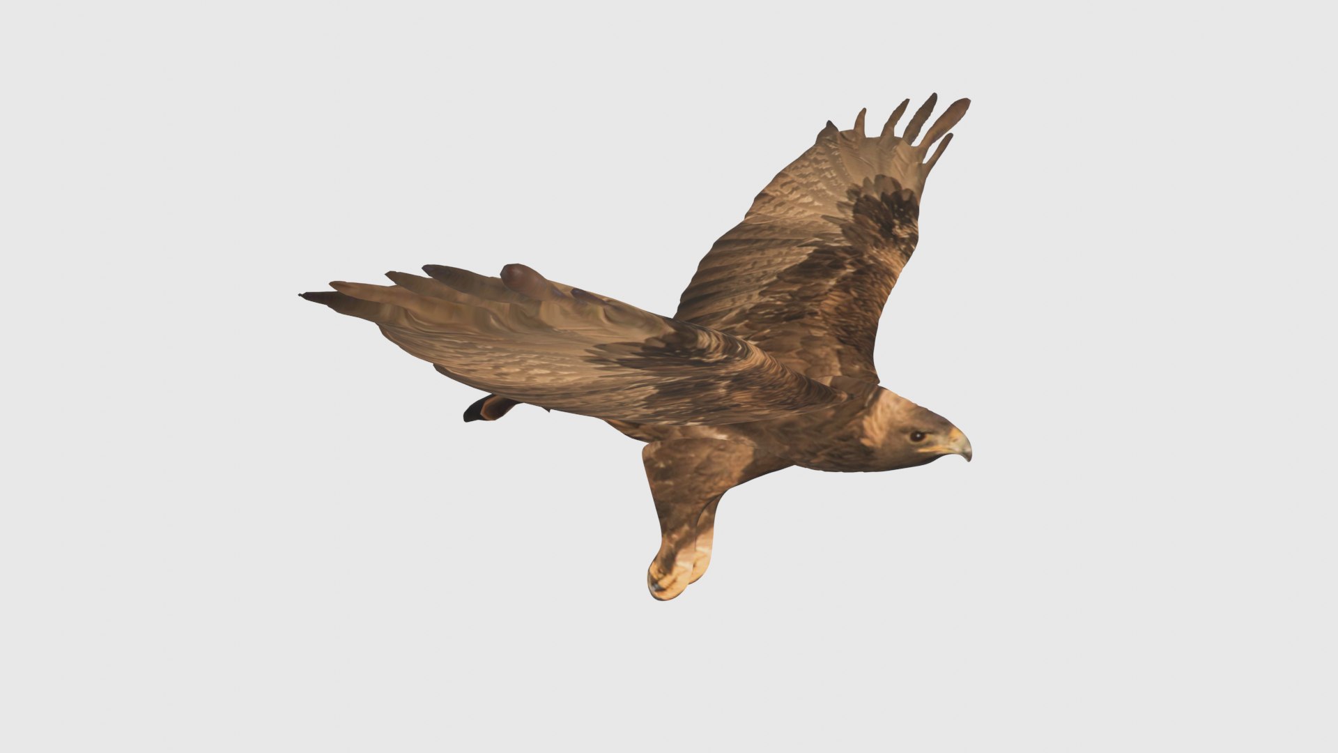 Low Poly Eagle Rigged With Realistic Texture 3D Model - TurboSquid 1875948
