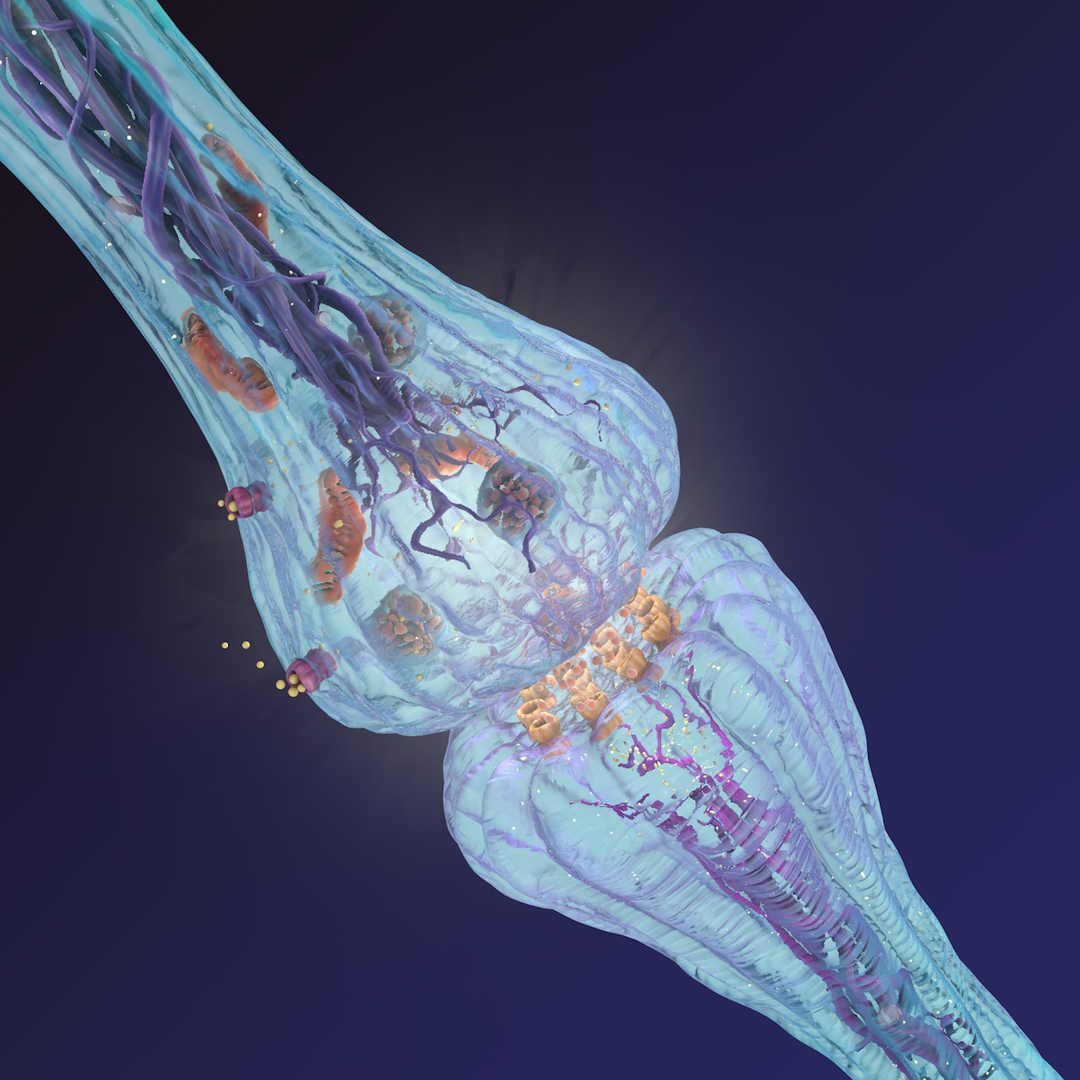 Neuron synapses receptors 3D model - TurboSquid 1184448